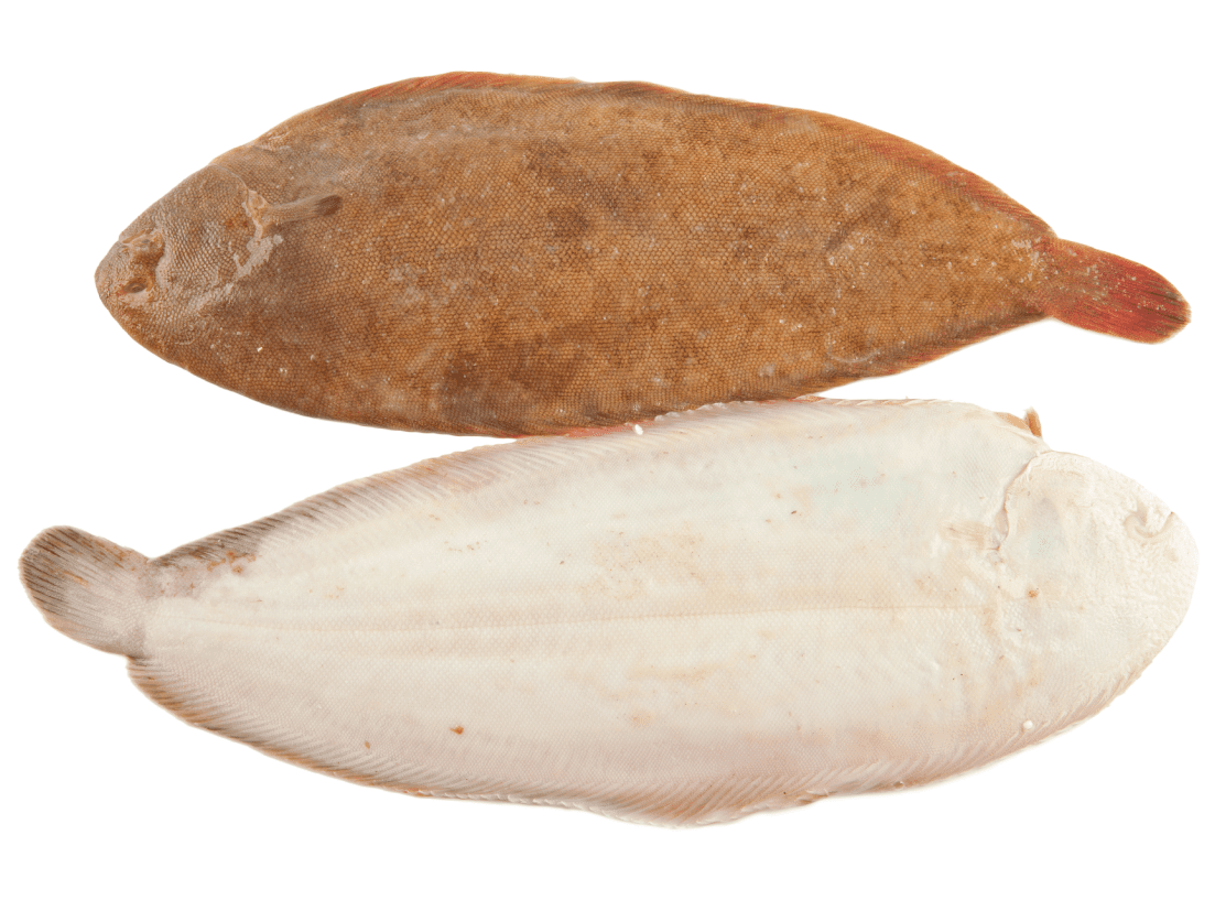 La acedía, todo lo que tienes que saber - Delfin Ultracongelados