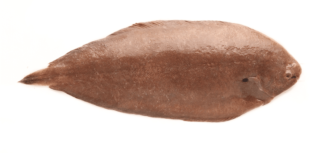 Acedías | Qué son las Acedias - Delfin Ultracongelados