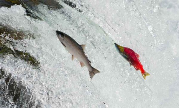 Salmón (Salmo): Guía Completa | Wiki Delfín
