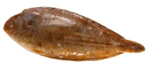 Diferencias entre lenguado y platija - Delfin Ultracongelados