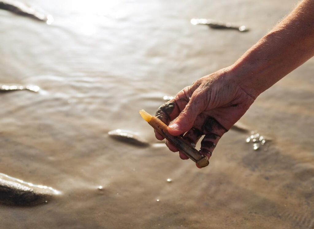 Navajas Marisco | Que son, Características y Propiedades | Delfín