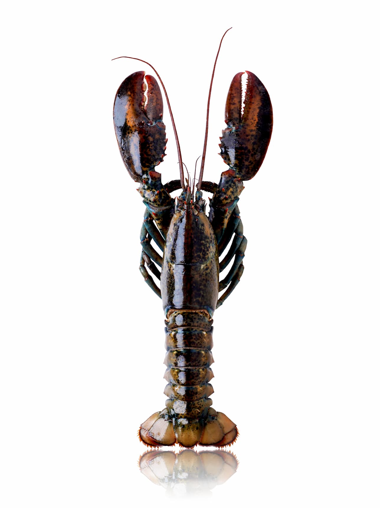 Bogavante | Que es, Características y Propiedades | Delfín