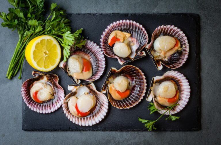 Scallop | What it is, Characteristics and Properties | Dolphin