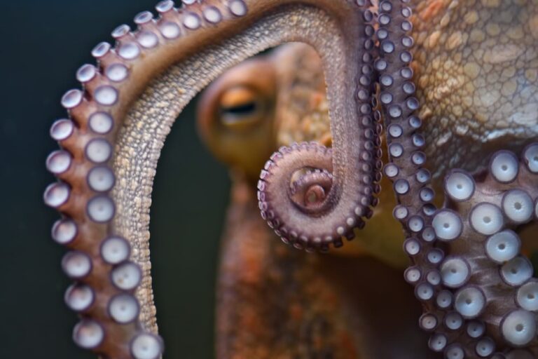 Mollusks (Mollusca): What are they and how many types are there?
