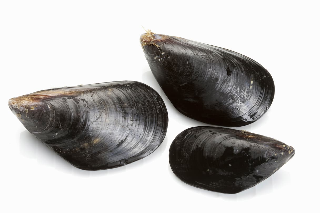 Mejillón | Qué es, Características y Propiedades | Delfín
