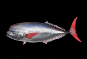 Emperador y Pez Espada: ¿Cuáles son sus diferencias? | DU