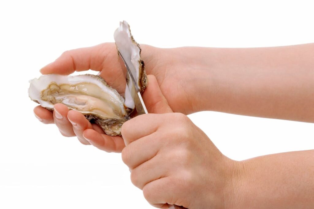 Muscheln: Was sind sie und welche Arten gibt es? | Tiefgefrorene Delfine