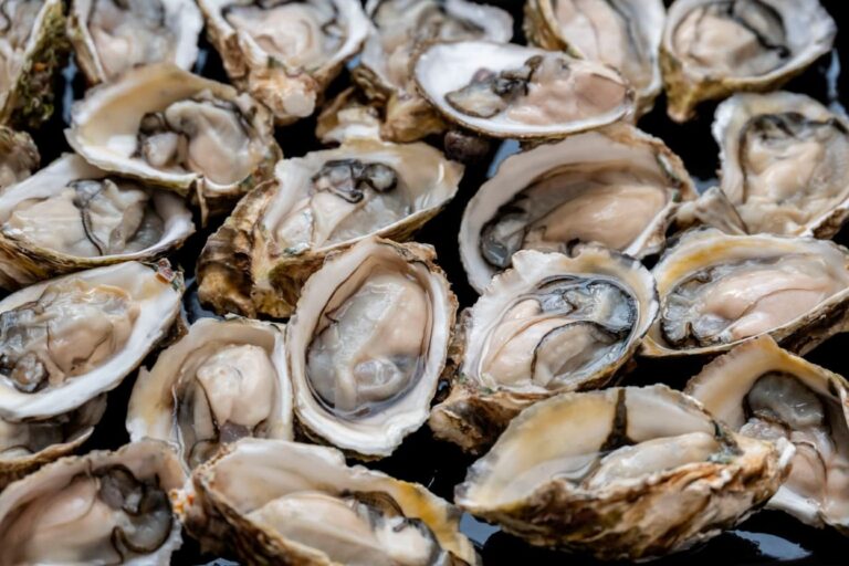 Moluscos (Mollusca): ¿Qué son y cuántos tipos existen?