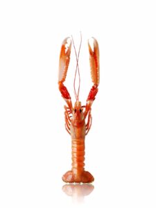 Cigalas: Guía Completa | Wiki Delfín