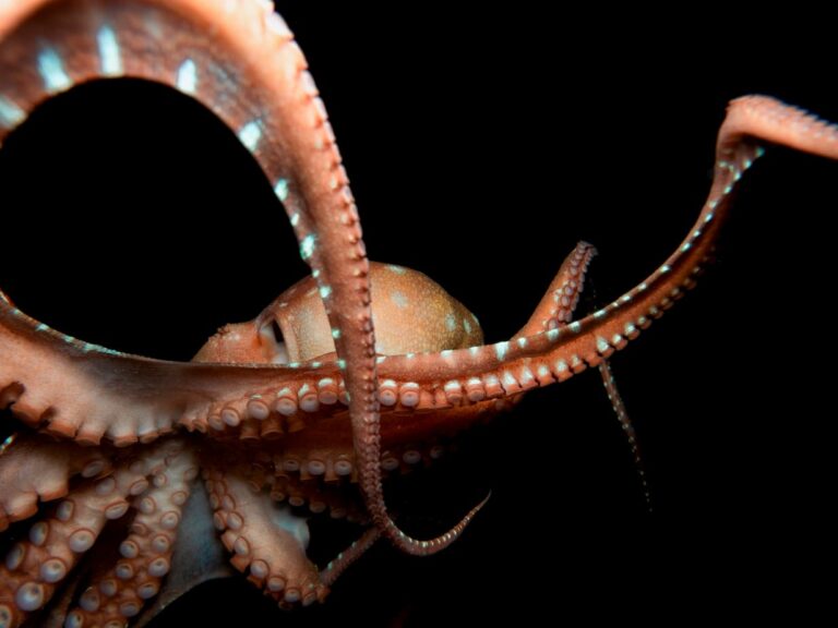 Pulpo (Octopus Vulgaris): Guía Completa | Wiki Delfín