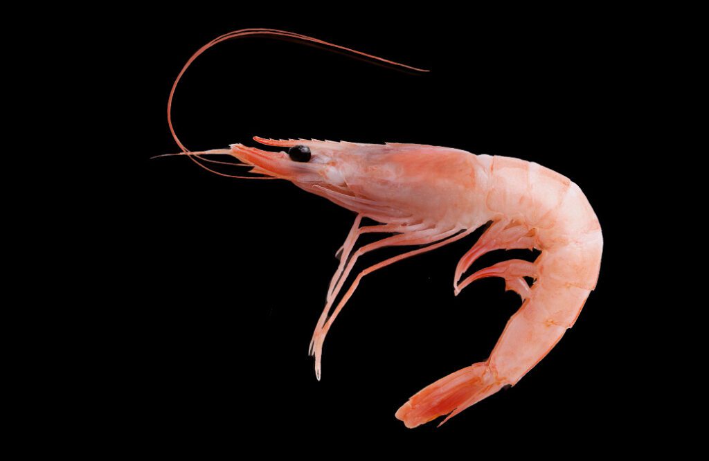 ¿Qué es la Pota? | 【Pota y Calamar】 | Delfín Ultracongelados