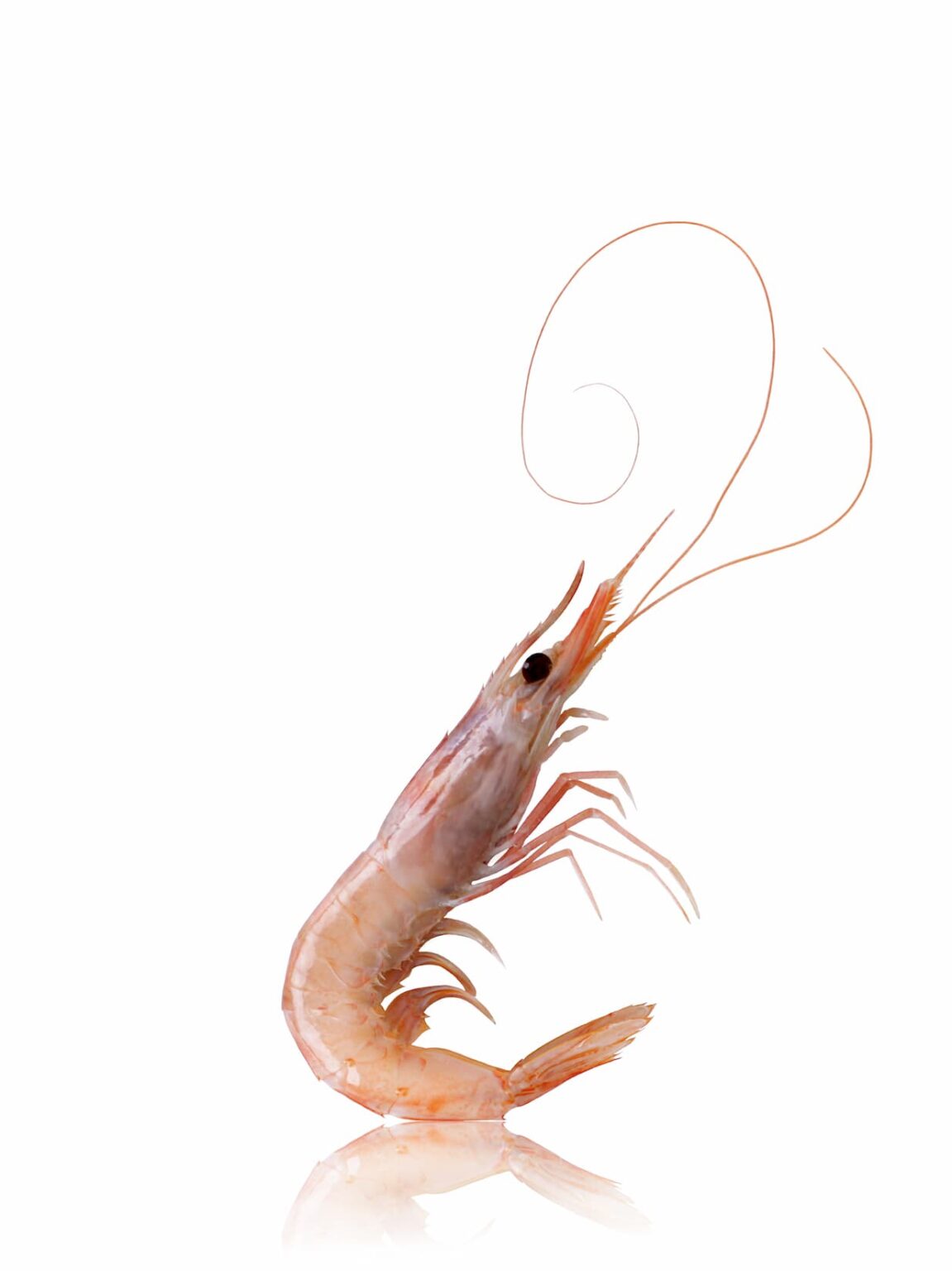 Gamba Marisco | Wiki Delfín