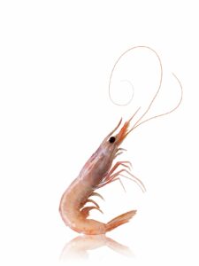 Gamba Marisco | Wiki Delfín
