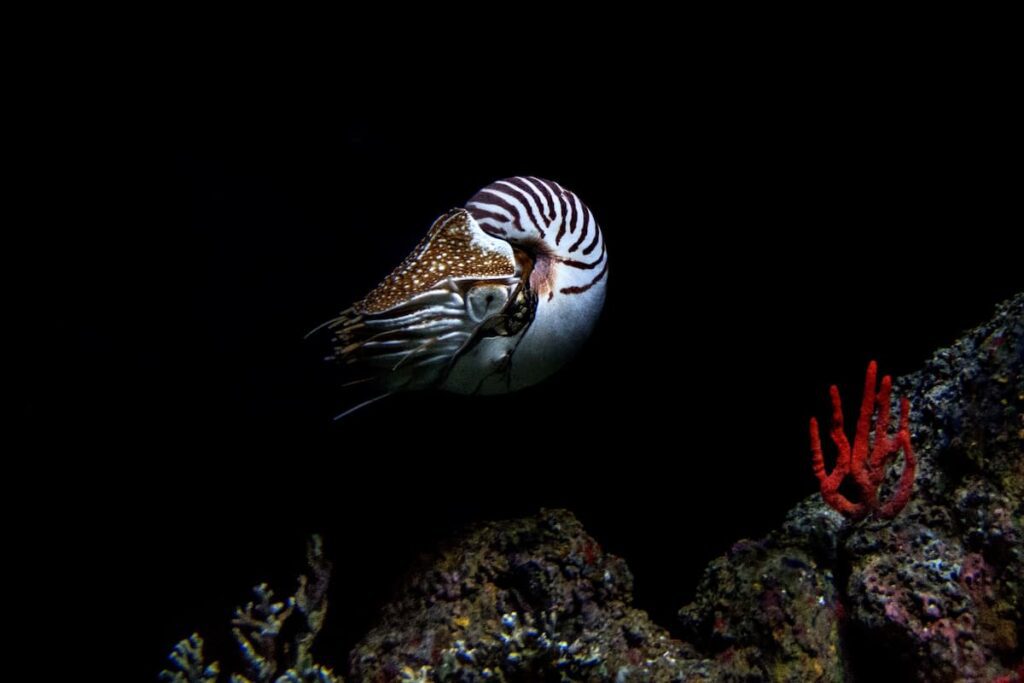 Nautilus: ¿Qué es? | Fósil Viviente | Wiki Delfín