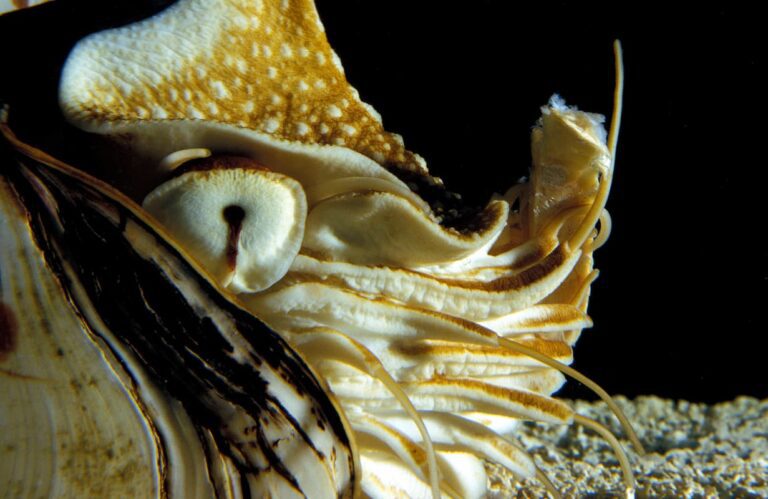 Nautilus: ¿Qué es? | Fósil Viviente | Wiki Delfín