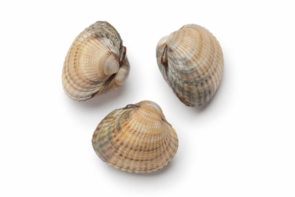 Cockle | What it is, characteristics, and properties | Dolphin Wiki