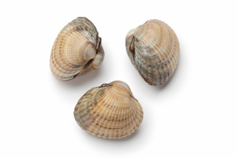 Cockle | What it is, characteristics, and properties | Dolphin Wiki