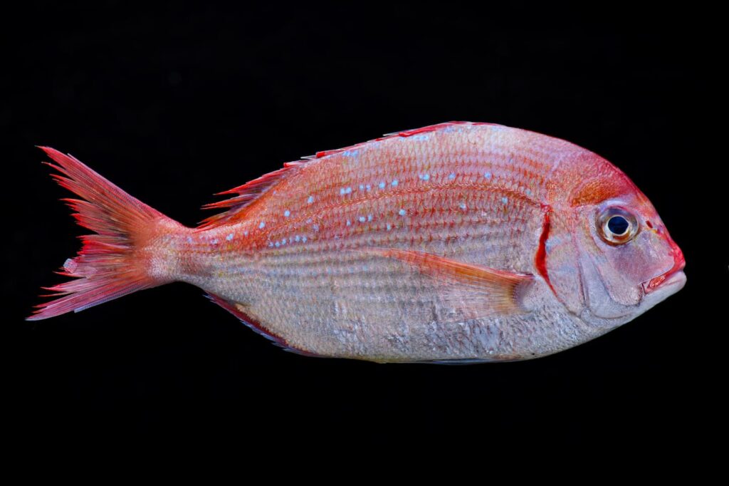 Rodaballo | Qué es, Características y propiedades | Wiki Delfín