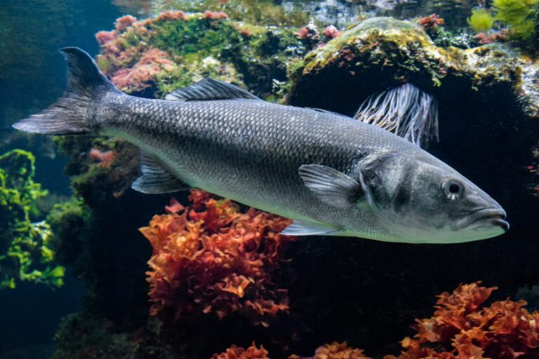 Sea Bass - What It Is, Characteristics, and Properties | Dolphin Wiki