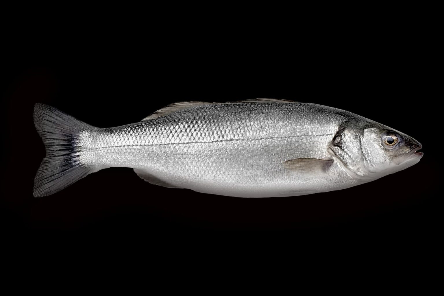 ¿Qué es la Pota? | 【Pota y Calamar】 | Delfín Ultracongelados