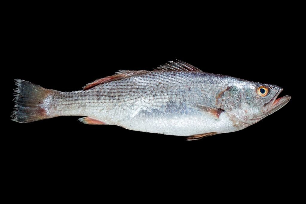 Sea Bass - What It Is, Characteristics, and Properties | Dolphin Wiki